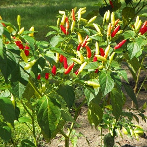 Florida Grove Pepper Seeds Super Hot Florida Firecracker Wild Grove ...