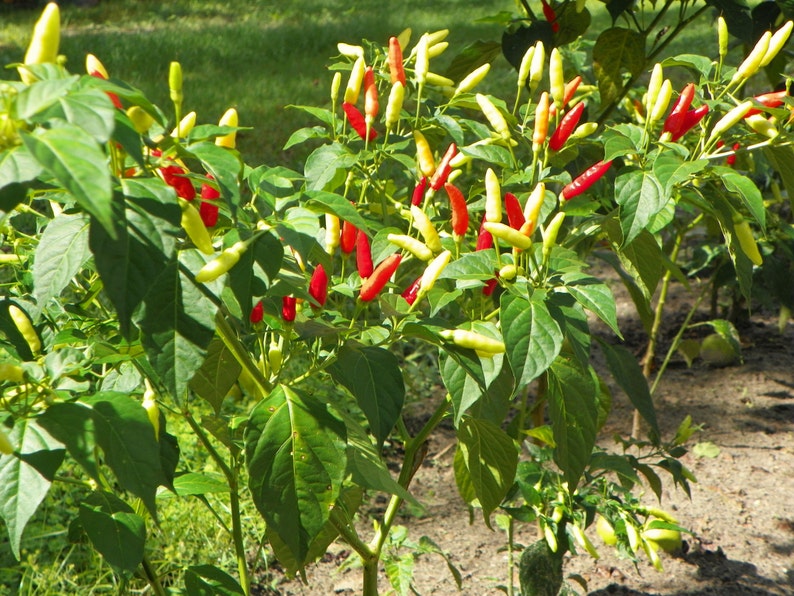Florida Grove Pepper Seeds Super Hot Florida Firecracker Wild Grove ...