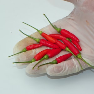 Florida Grove Pepper Seeds Super Hot Florida Firecracker Wild Grove ...