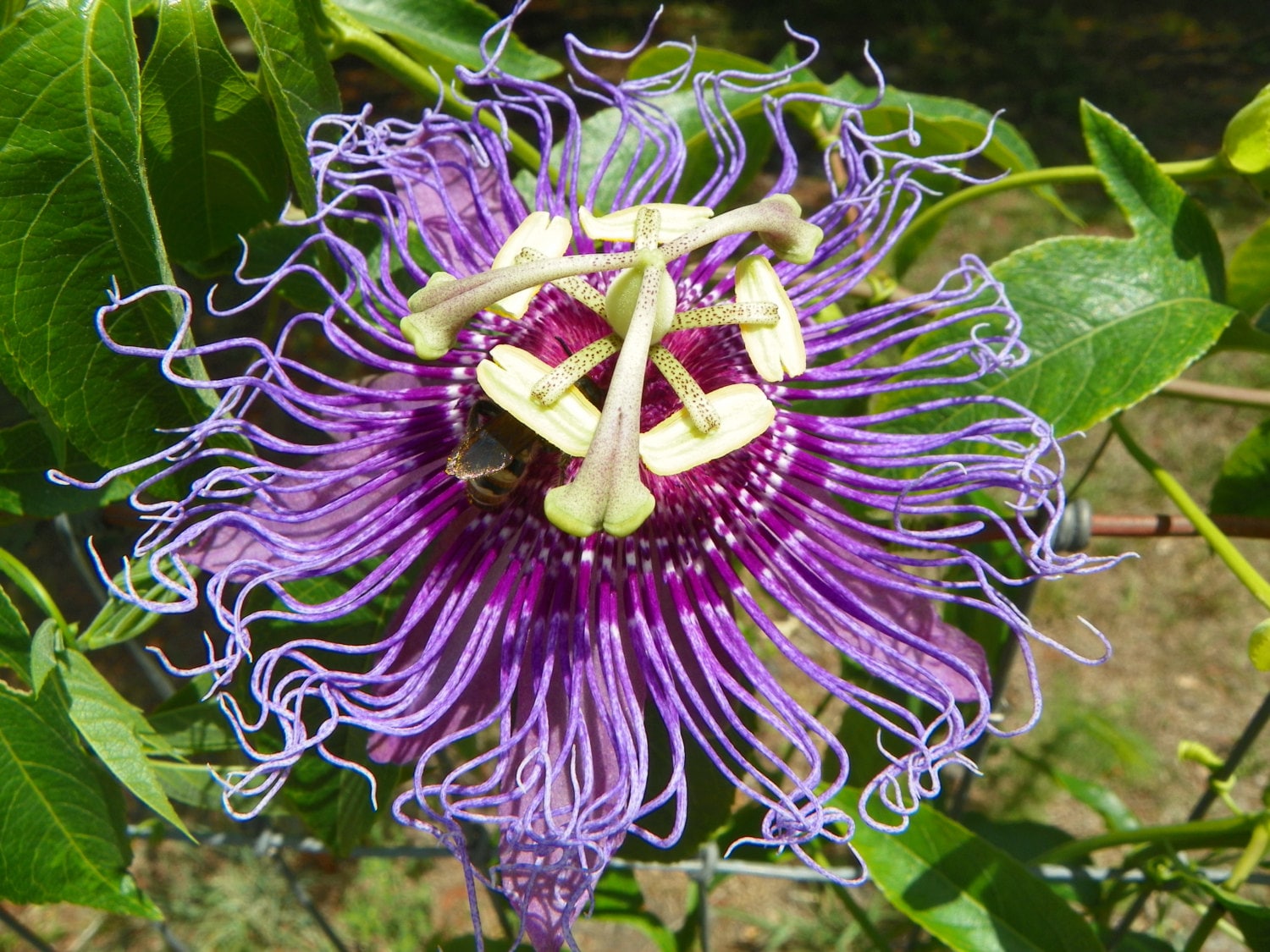 Passiflora Incarnata Flower