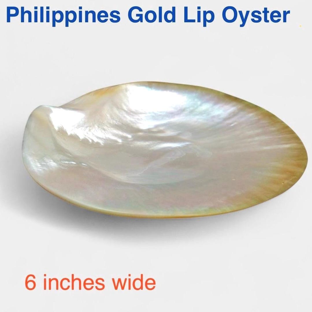 Hand Carved Mother of Pearl, Extra Large 6 Inches Philippines Gold Lip ...