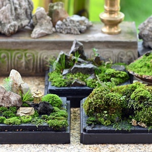 Moss Table Garden Kit: Hymolonbox Planter for Miniature Landscape - Etsy