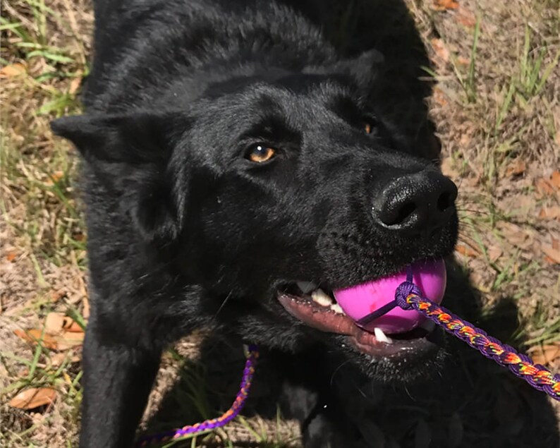 ParaLax Dog Training Ball with Braided Rope | Etsy