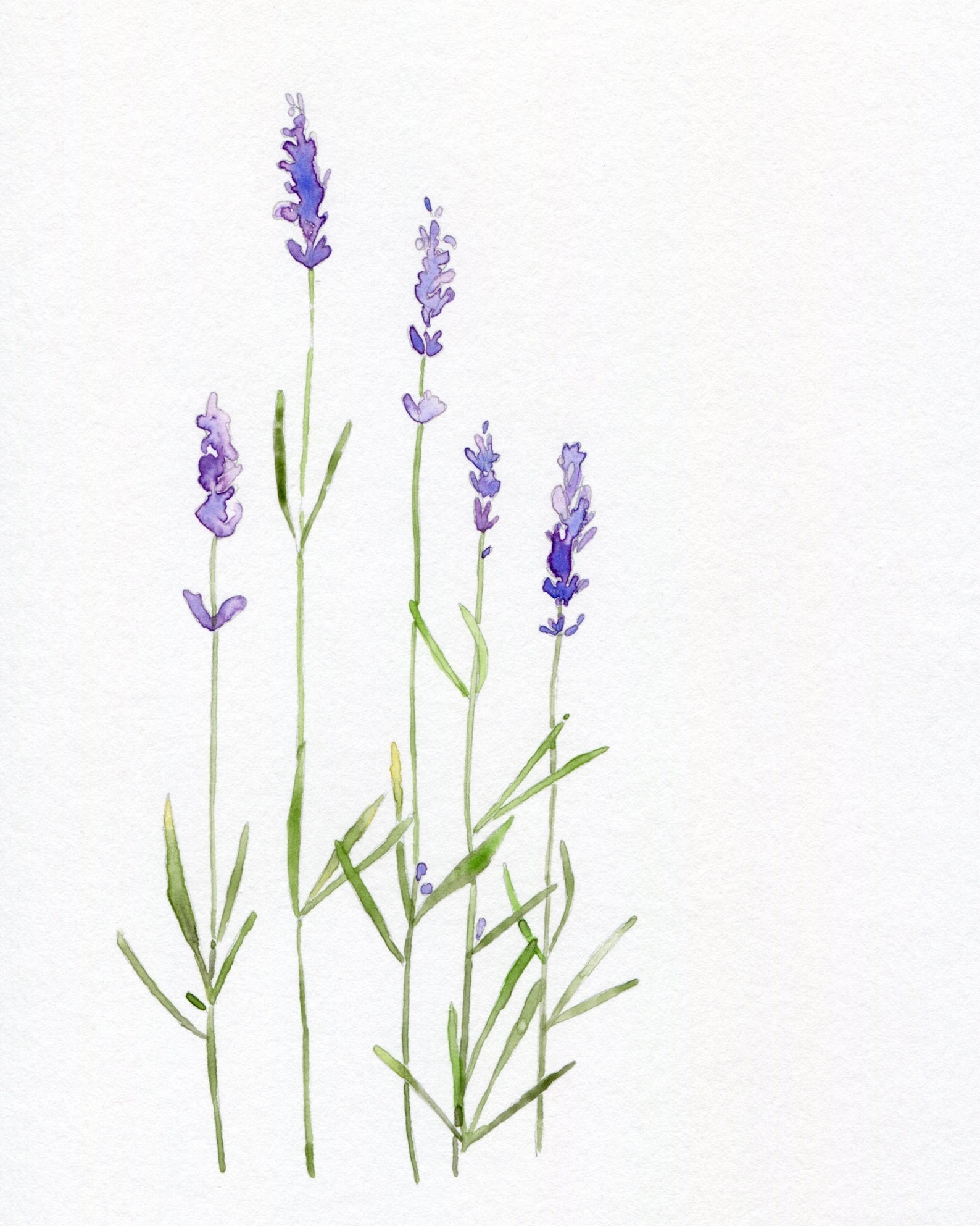 Purple Lavender Watercolor Art Print Floral Wall Art - Etsy