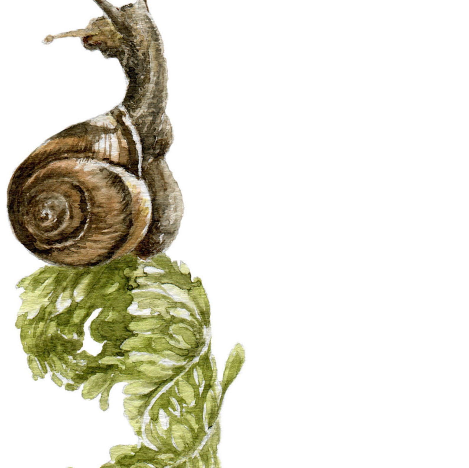 Snail and Fern watercolor art print | Etsy