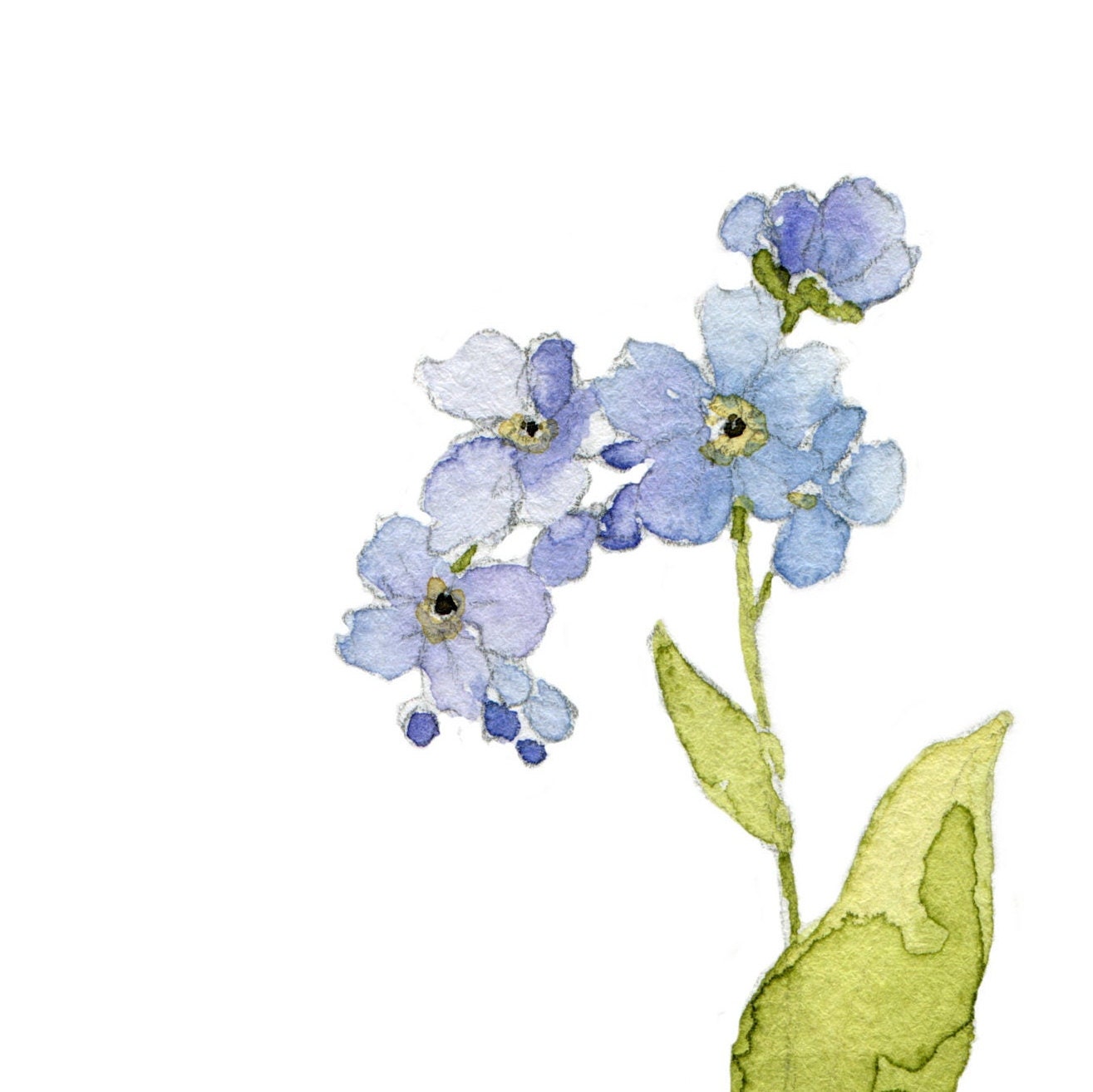 Watercolor blue forget-me-nots floral digital download art | Etsy