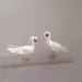 Mini White Dove Pattern, Miniature Amigurumi, Animals Crochet - PDF ...