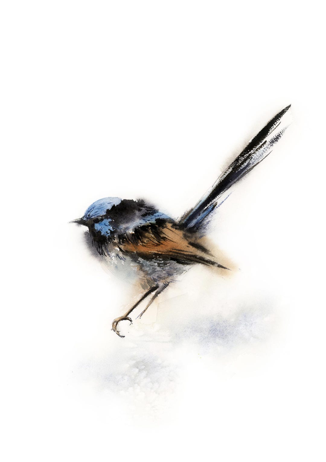 Fairy Wren Fine Art Print, Wren Watercolor Painting, Bird Illustration ...