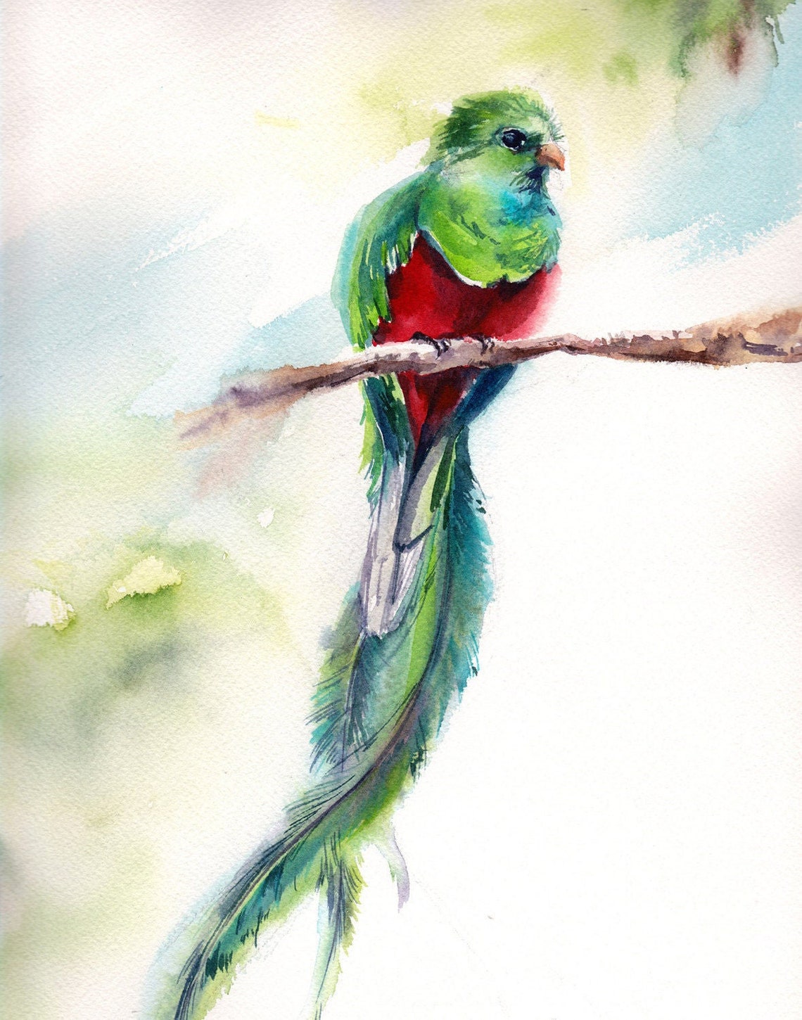 Quetzal Bird Print Watercolor Painting of Bird Tropical Bird | Etsy