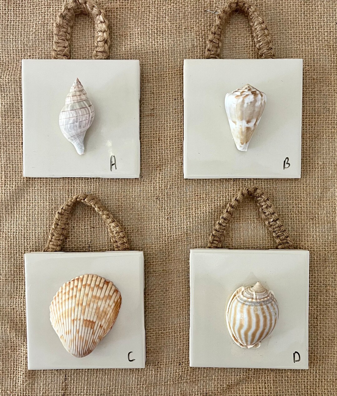 Florida Sea Shell Wall Hangings - Etsy