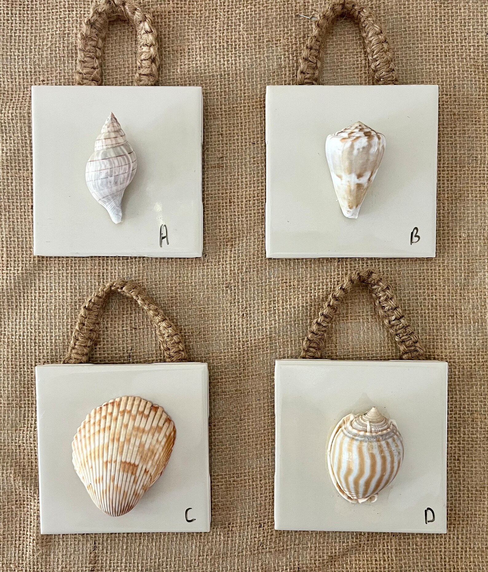 Florida Sea Shell Wall Hangings - Etsy