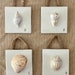 Florida Sea Shell Wall Hangings - Etsy