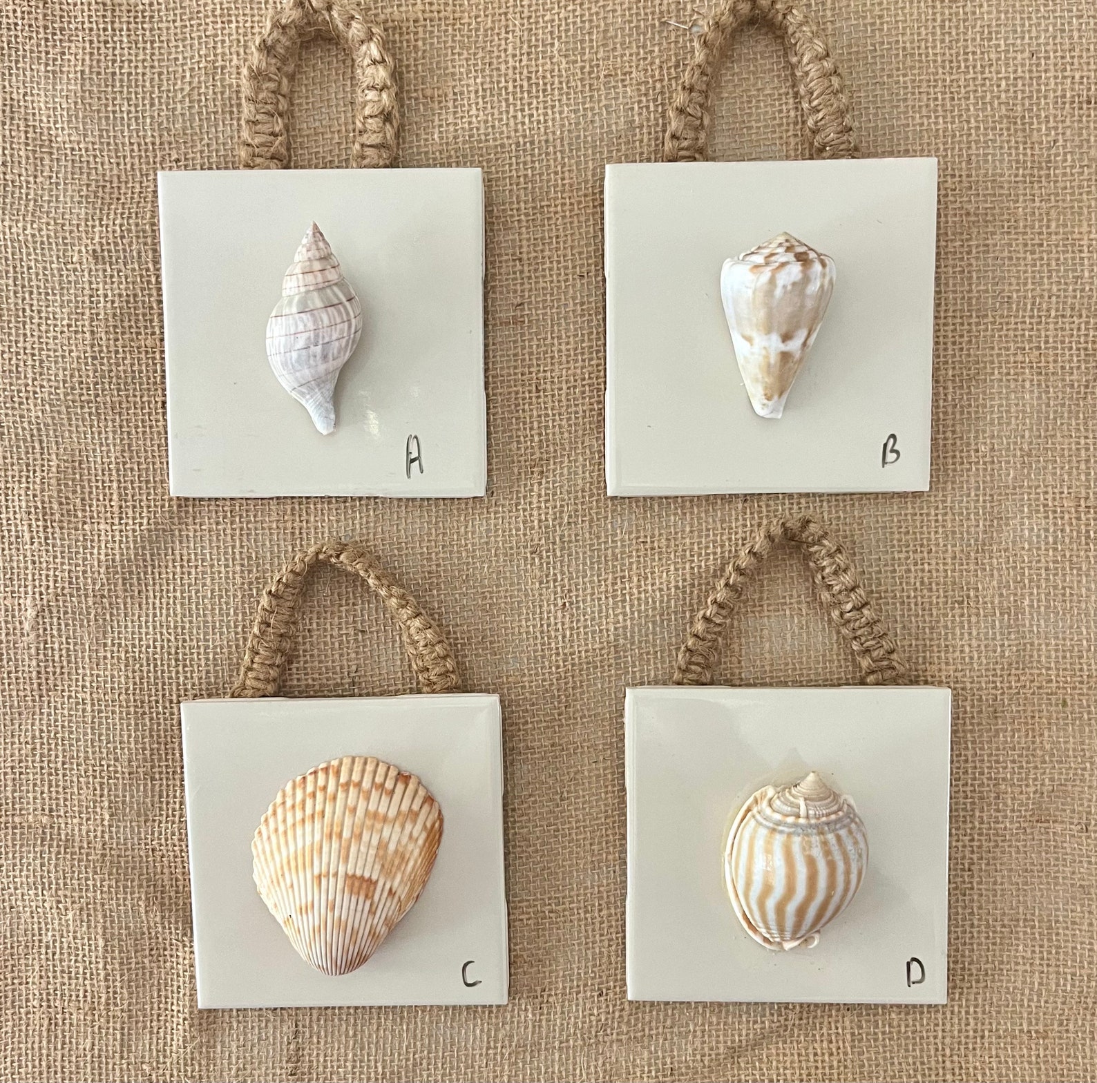 Florida Sea Shell Wall Hangings - Etsy