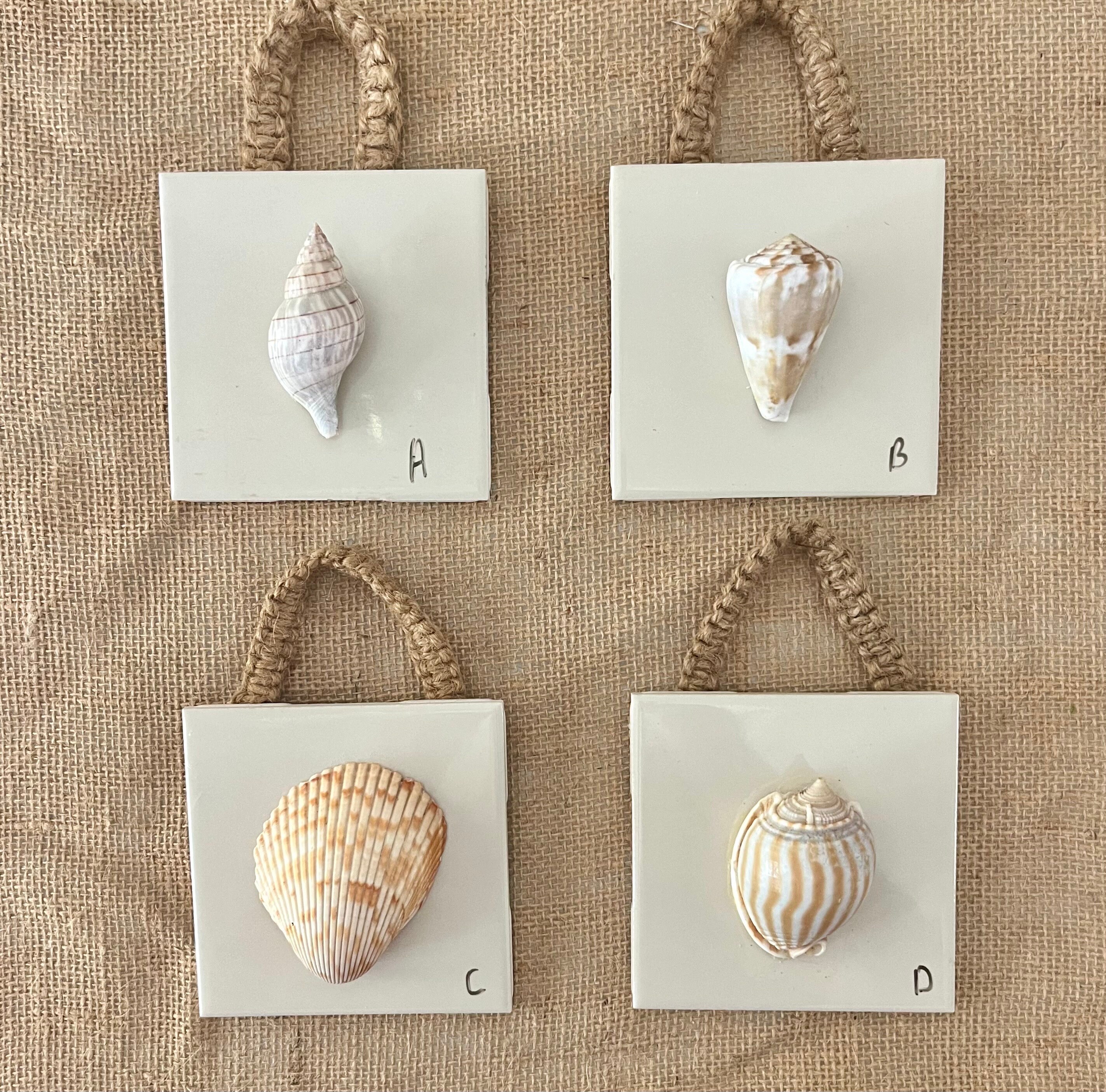 Florida Sea Shell Wall Hangings - Etsy