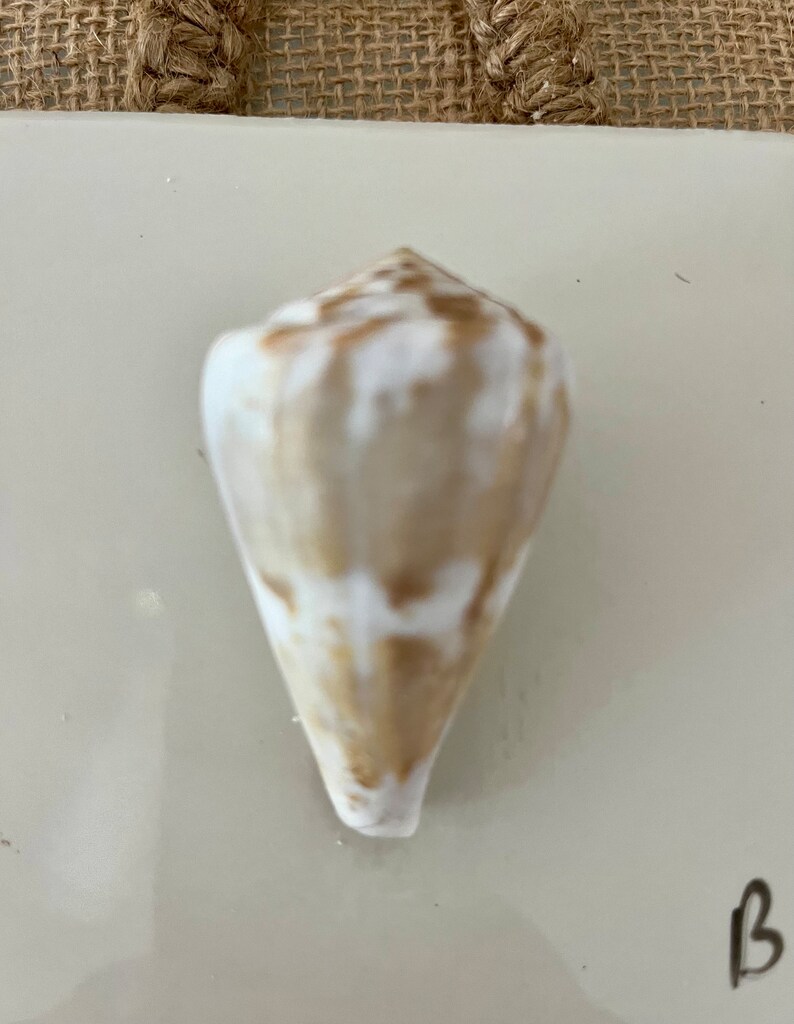 Florida Sea Shell Wall Hangings - Etsy