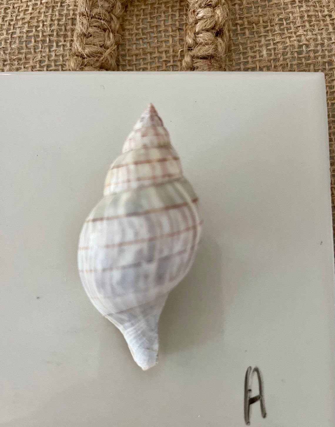 Florida Sea Shell Wall Hangings - Etsy