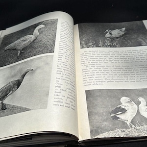 Introducing Birds Stanek V. J. Translated by George Theiner 1963 Great ...