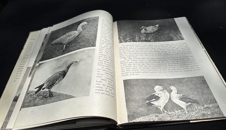 Introducing Birds Stanek V. J. Translated by George Theiner 1963 Great ...