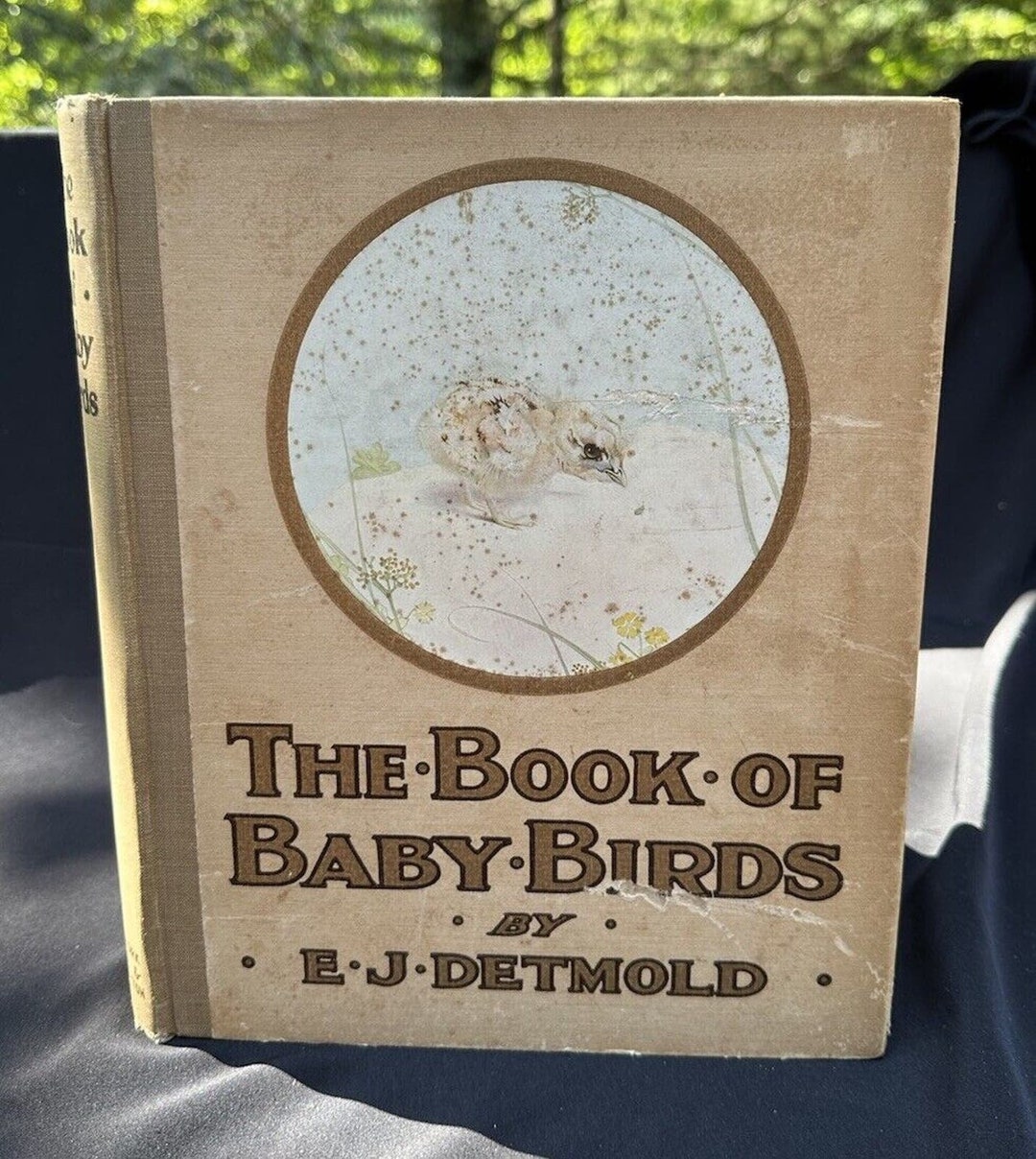1914 the Book of Baby Birds Lovely Illustrations by E.J. Detmold - 1st ...