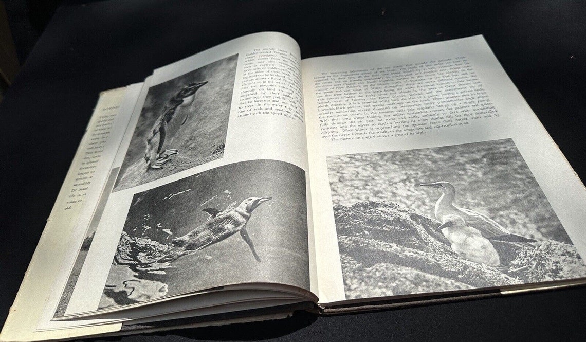 Introducing Birds Stanek V. J. Translated by George Theiner 1963 Great ...