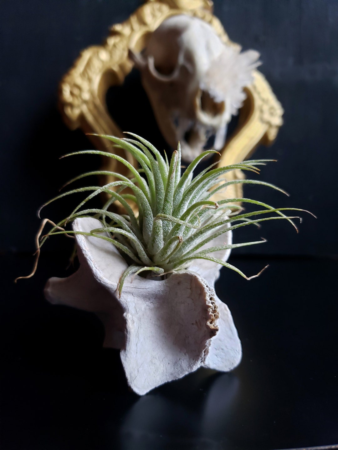 Real Animal Bone Deer Bones Vertebrae Tillandsia Air Plant Planter - Etsy