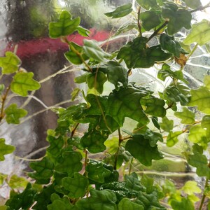 Miniature Oakleaf Creeping Fig (ficus Pumila Quercifolia) String of ...