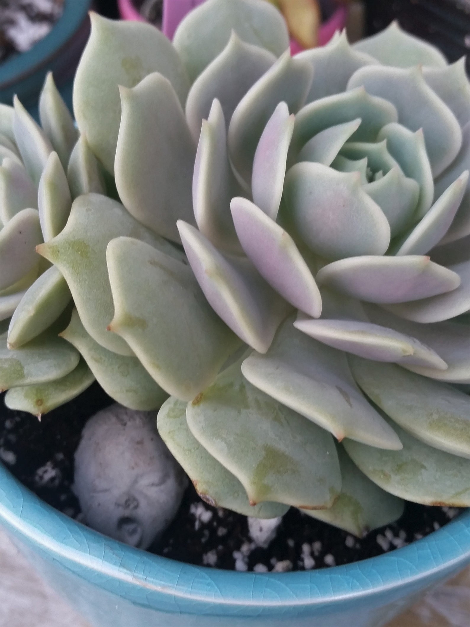 Creepy Cement Face Decorations for Potted Plants or Fairy - Etsy Canada