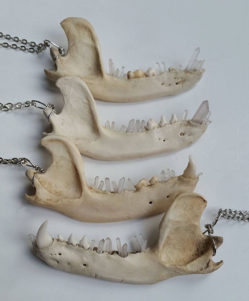 Quartz Crystal Cluster Raccoon Jaw Real Animal Bone Necklace | Etsy