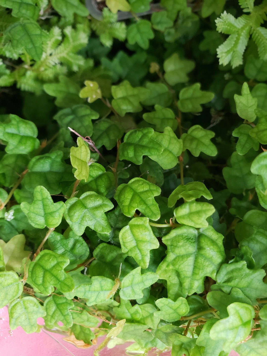 Miniature Oakleaf Creeping Fig (ficus Pumila Quercifolia) String of ...