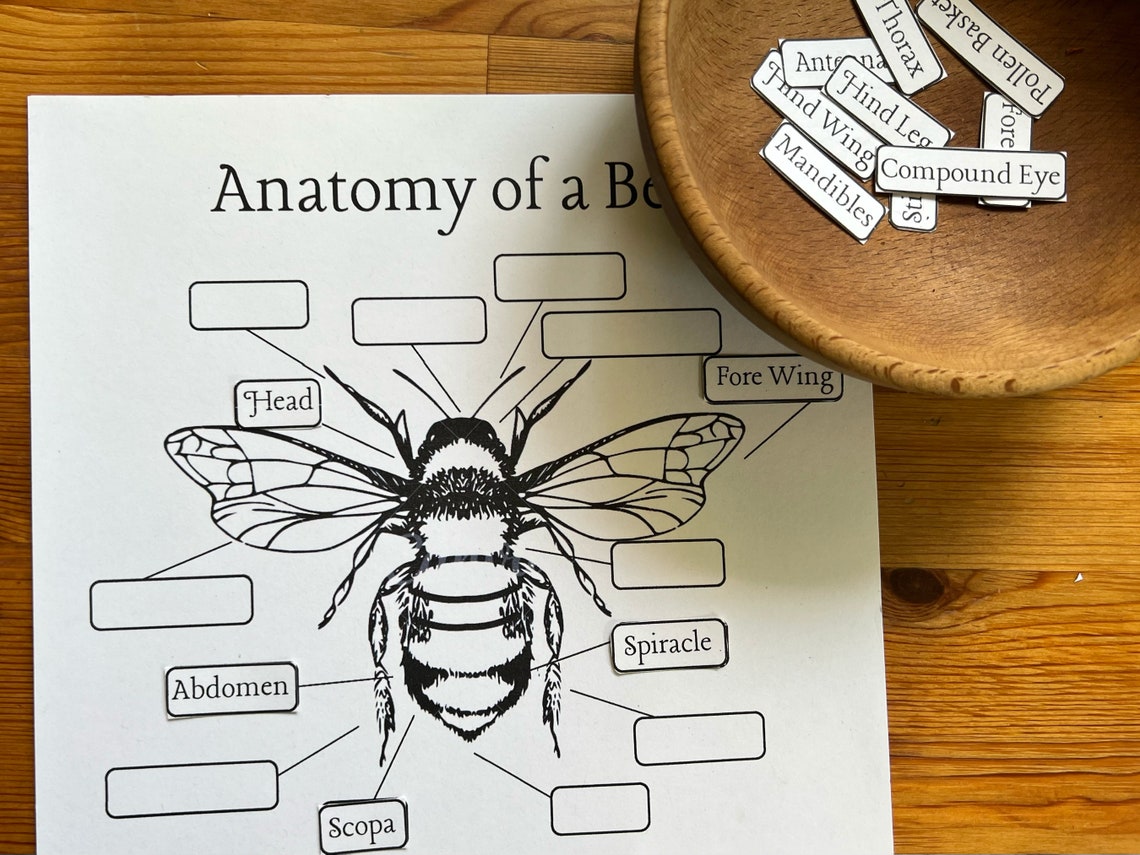 Anatomy of a Bugs Nature Study Printable Bundle Nature - Etsy