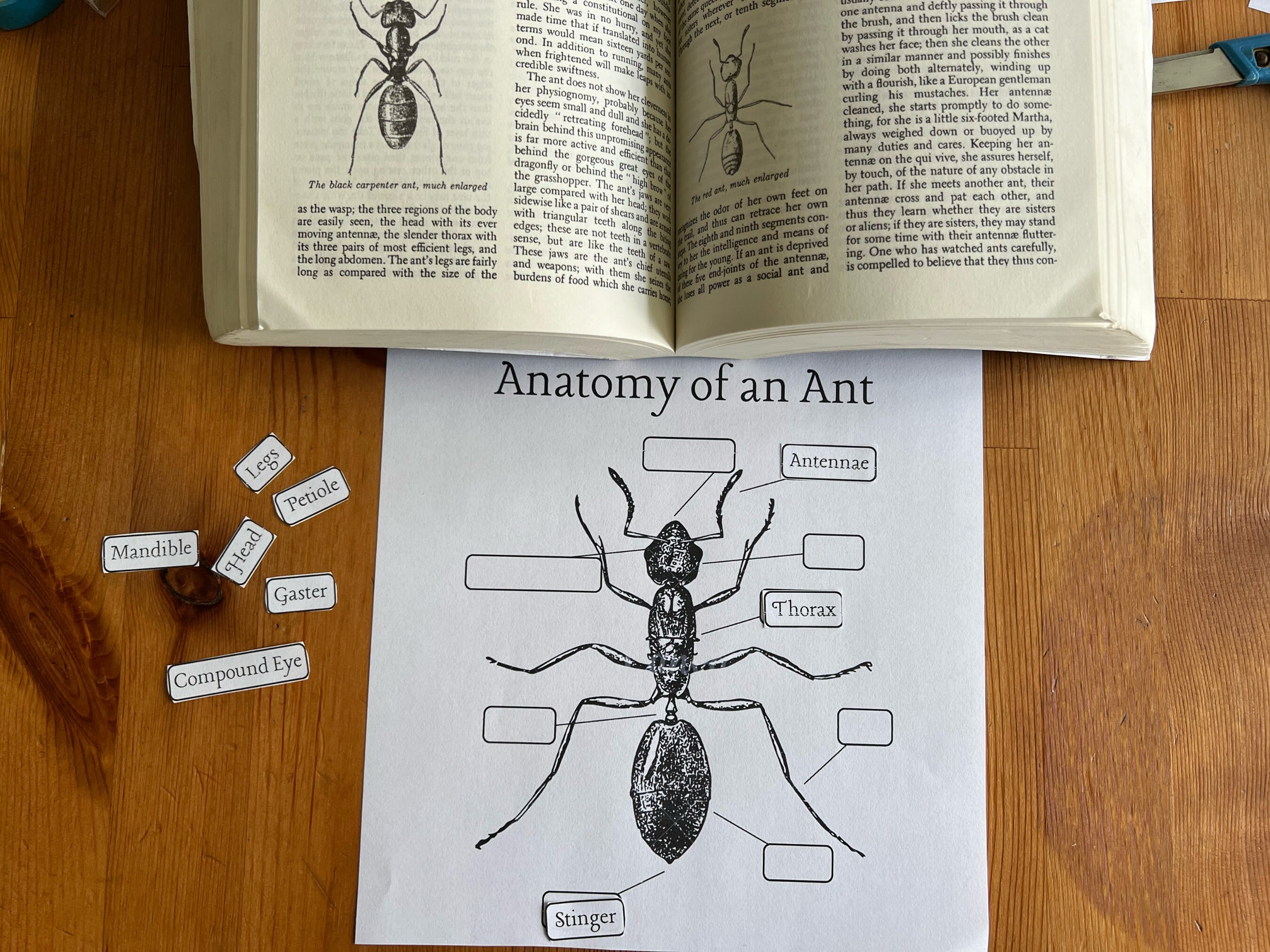 Anatomy of an Ant Nature Study Printable | Nature Journal | Homeschool ...