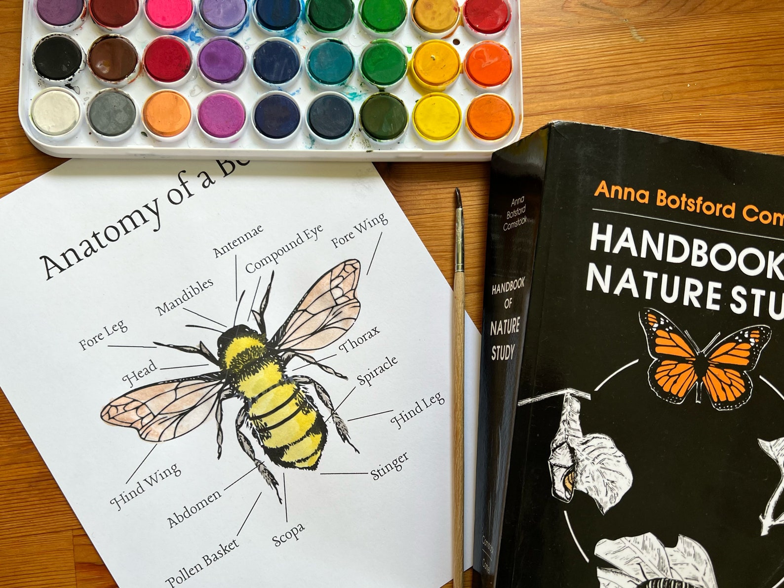 Anatomy of a Bugs Nature Study Printable Bundle Nature - Etsy