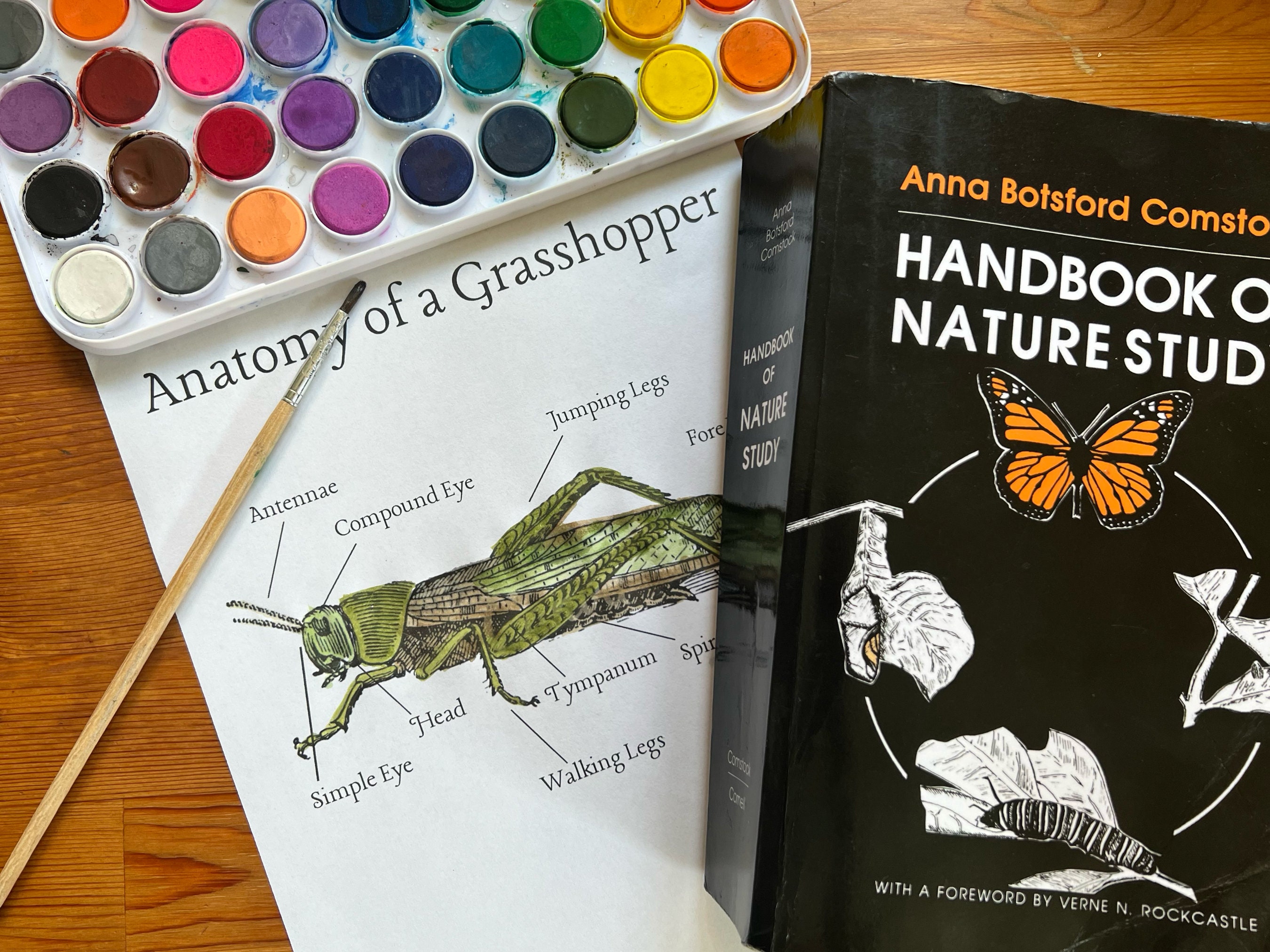 Anatomy of a Grasshopper Nature Study Printable | Nature Journal ...