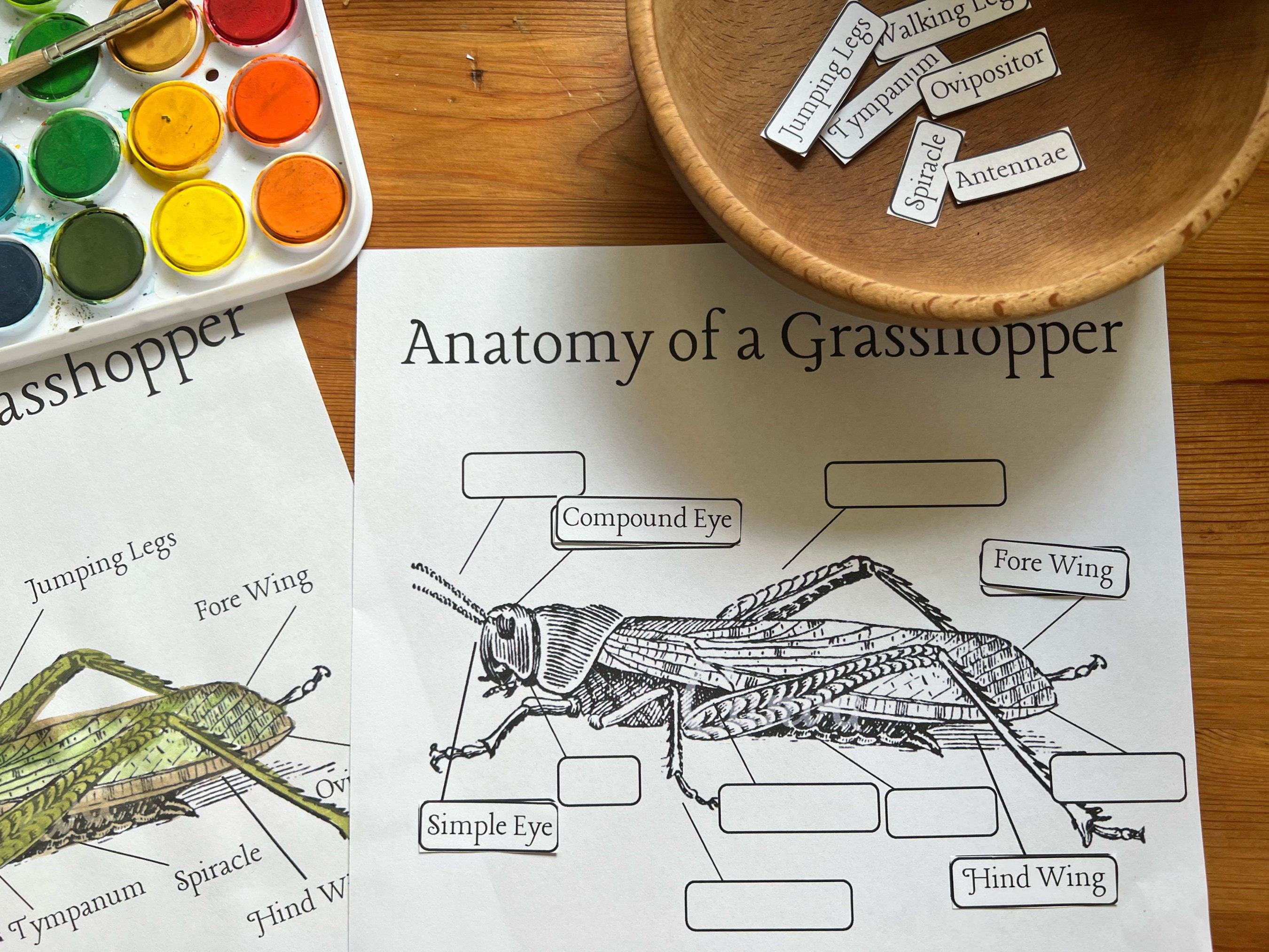 Anatomy of a Grasshopper Nature Study Printable | Nature Journal ...