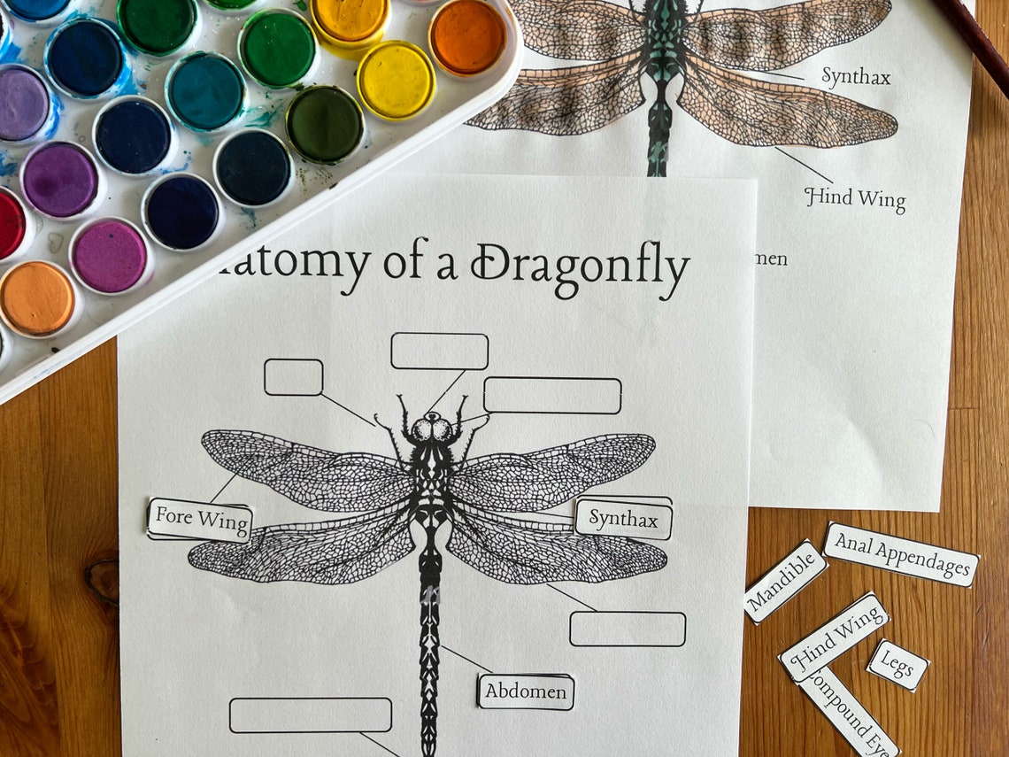 Anatomy of a Dragonfly Nature Study Printable | Nature Journal ...