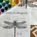 Anatomy of a Dragonfly Nature Study Printable | Nature Journal ...