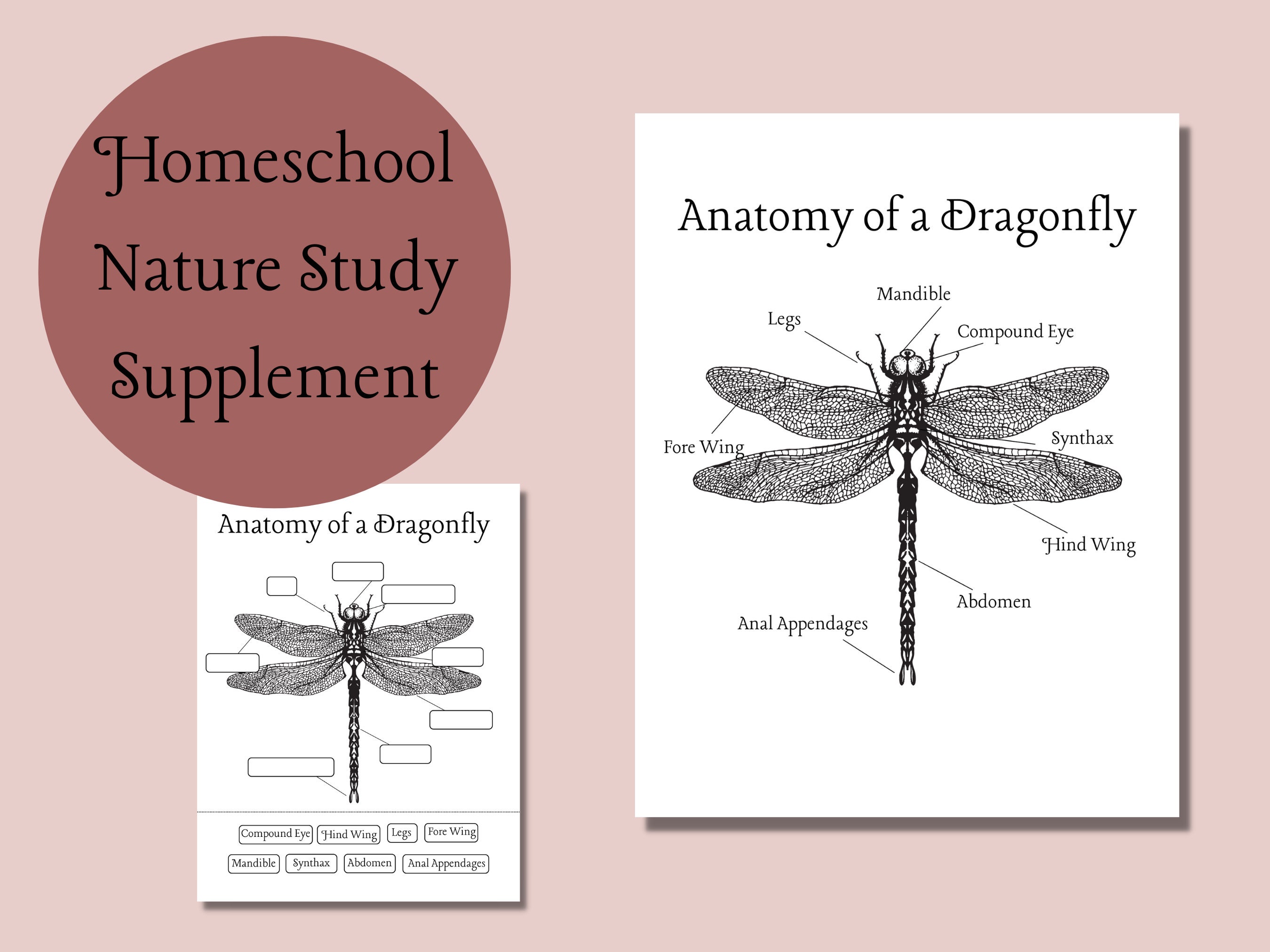 Anatomy of a Dragonfly Nature Study Printable | Nature Journal ...
