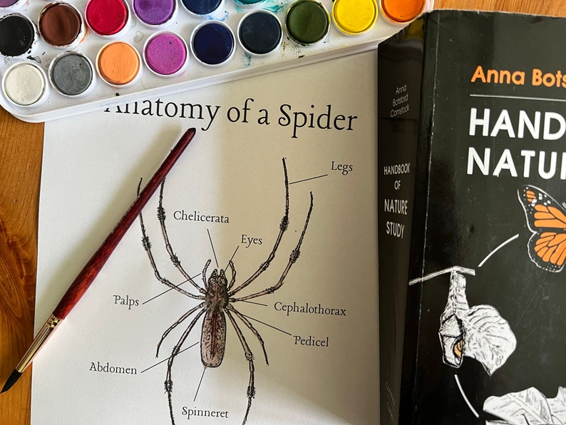 Anatomy of a Bugs Nature Study Printable Bundle | Nature Journal ...