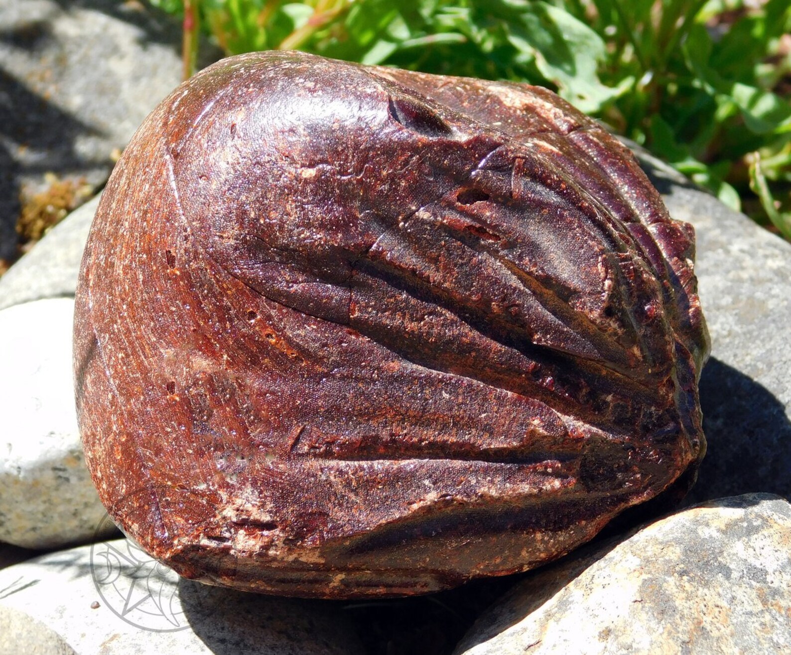 Dragons Blood Resin Ball Pure Daemonorops Draco for Incense | Etsy