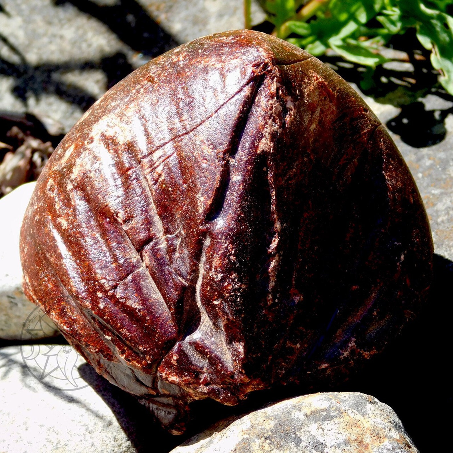 Dragons Blood Resin Ball Pure Daemonorops Draco for Incense | Etsy