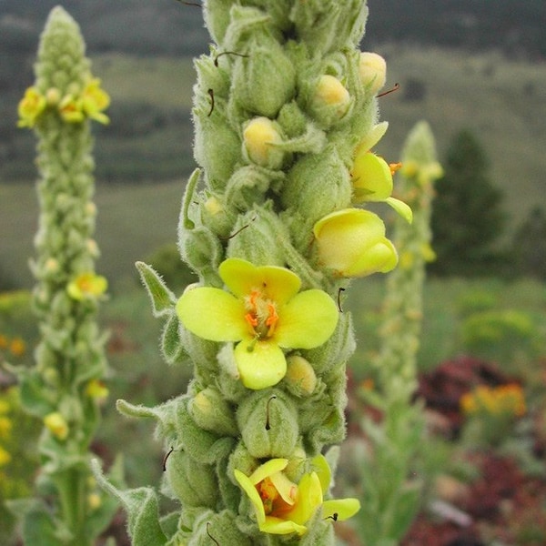 Mullein Plant - Etsy