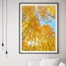 Large Aspen Forest Print, Golden Aspen Canopy Photo, Fall Foliage ...