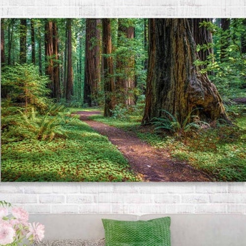 Redwood Tree Photography Large Nature Canvas Redwood Tree - Etsy