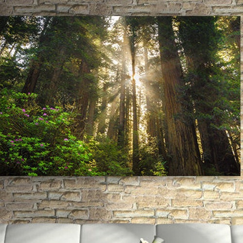 Redwood Forest Print Large Nature Canvas Magical Redwood - Etsy