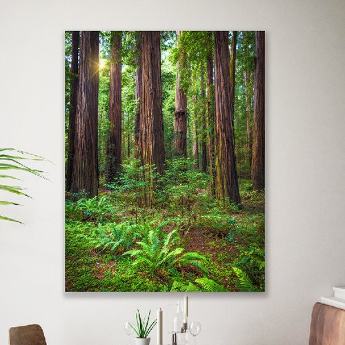 Redwood Tree Photography Large Nature Canvas Redwood Tree - Etsy