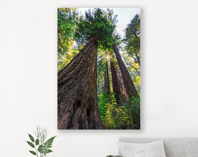 Big Basin California Redwood Print Large Coastal Tree Photo | Etsy