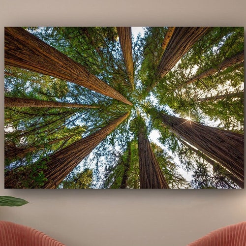 Redwood Tree Canvas California Redwoods Redwood Forest - Etsy