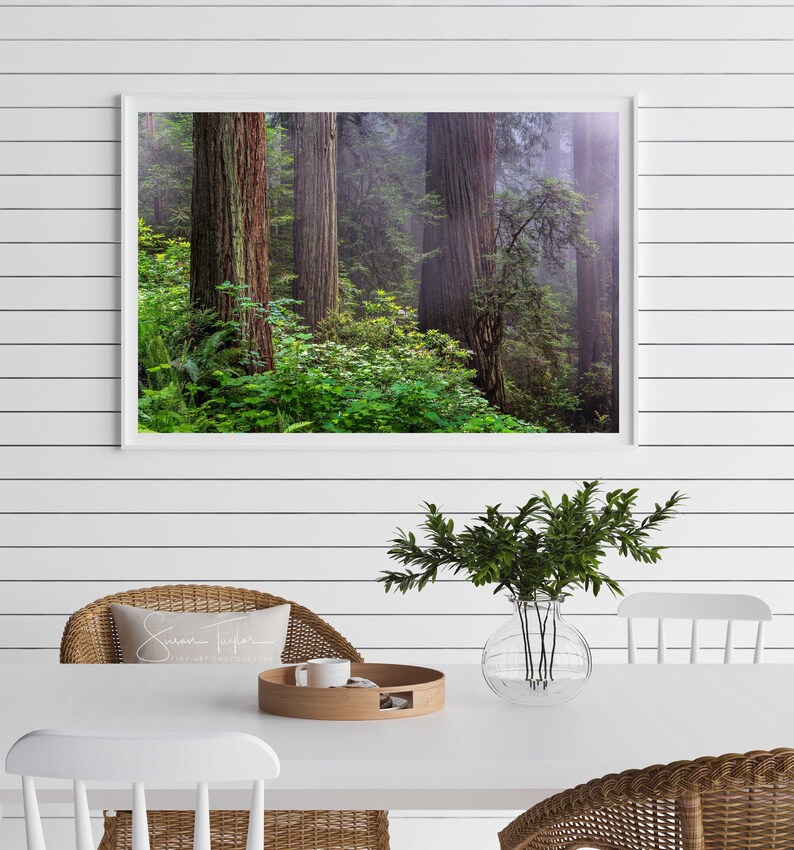 Large Redwood Forest Print California Redwood Canvas Rustic - Etsy