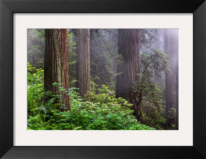 Large Redwood Forest Print California Redwood Canvas Rustic - Etsy