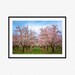 Tree Photography, Large Nature Canvas, Tree Blossom Print, Rustic Art ...